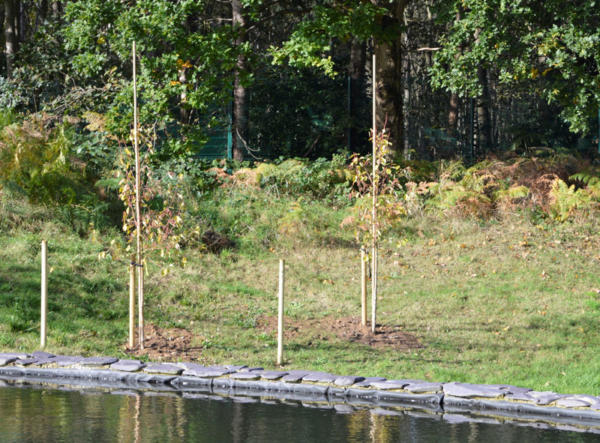 Vision Engineering supports the ‘Queen’s Green Canopy’ initiative